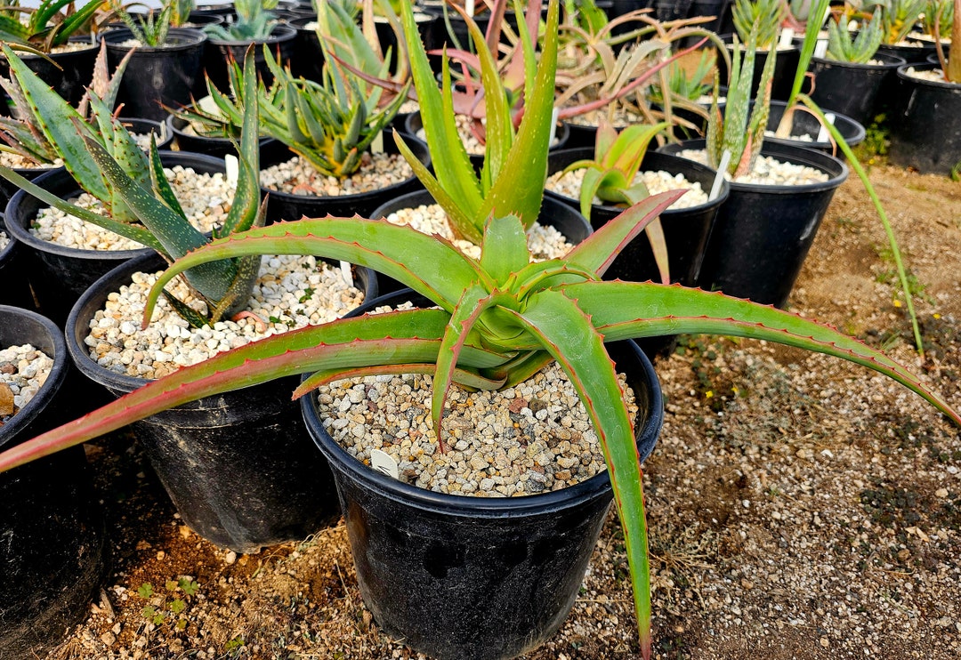 2g Aloe Vanbalenii, Seed Grown. These Aloes Can Change From an Apple ...