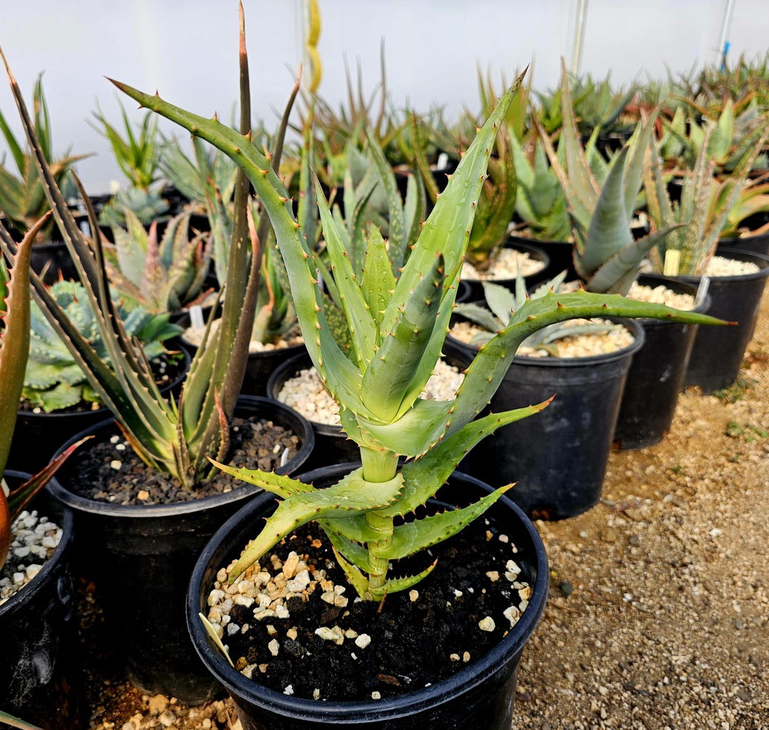 2g Aloe Africana,single Stem Tree Aloe of South Africa. Gorgeous Spring ...