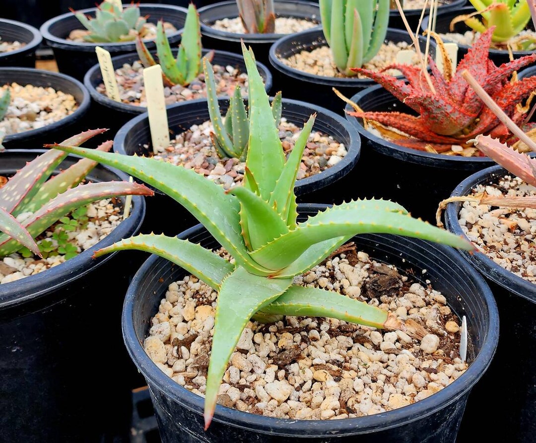 Limited Release 1g Aloe Lineata Muirii Hybrid. Cold Hardy to Mid 20s ...