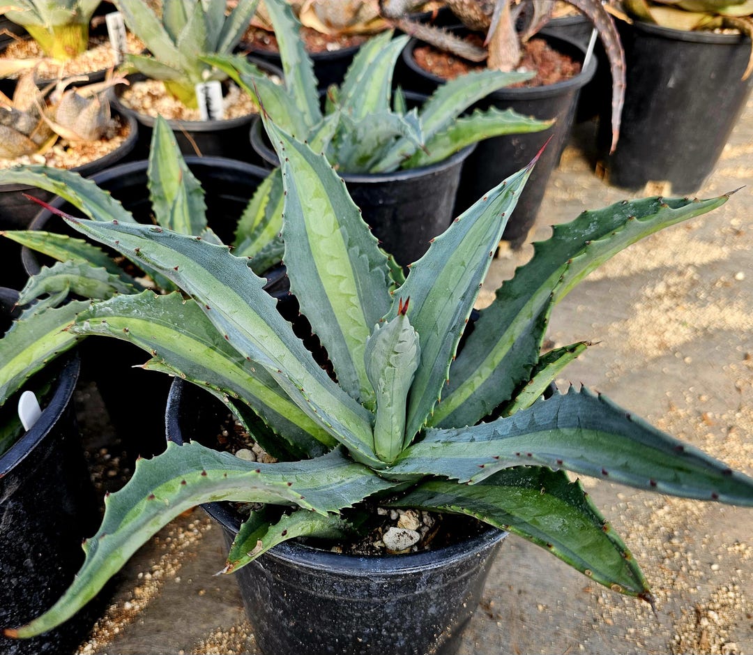 1g Agave X Protamericana 'lemon Lime' or Agave Americana Subsp ...