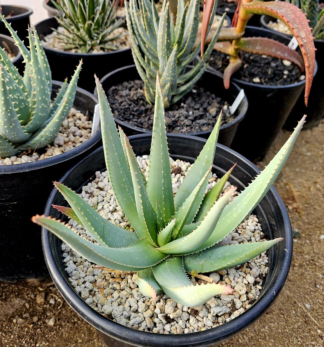 1g Aloe Falcata X Amudatensis Hybrid: Cold Hardy, Pest Resistant - Etsy