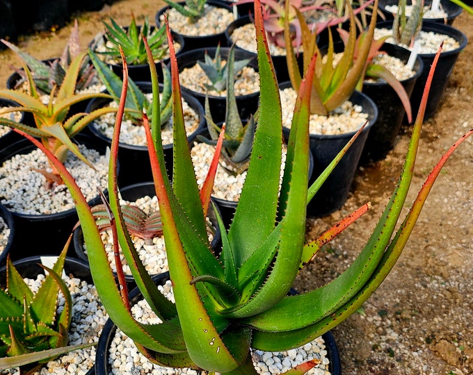 3g Seed Grown Aloe Cryptopoda. Top Shelf, Gorgeous Bloomers, Closely ...