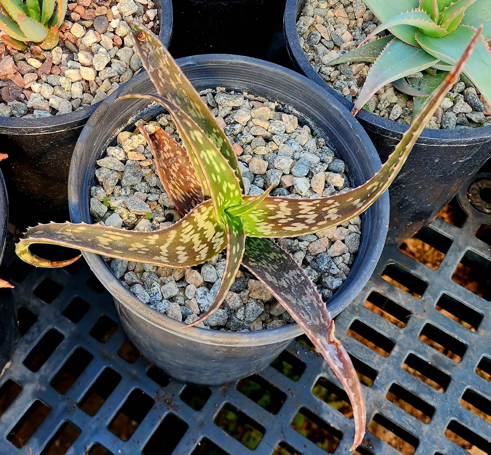 Rare,unique 1g Aloe Suffulta, Rarely Seen in Cultivation, Gorgeous ...