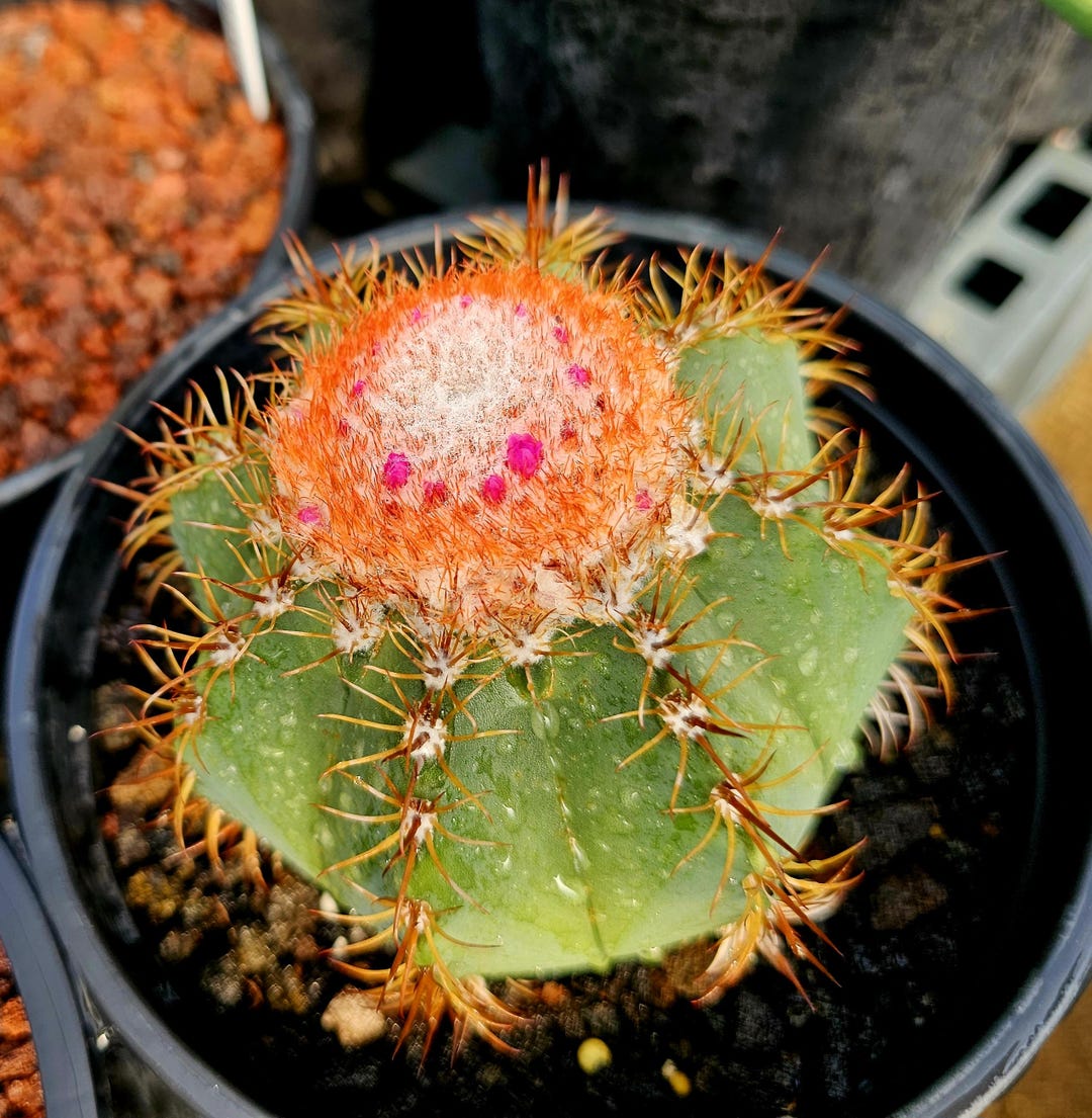 Seed Grown Lg. 1g Melocactus Matanzanus. Stunning Cephalium Cap Forming ...