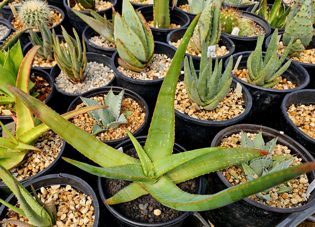 Jumbo 1g Aloe Monotropa X Aloe Buhrii Yellow. Gorgeous Foliage, Pest ...