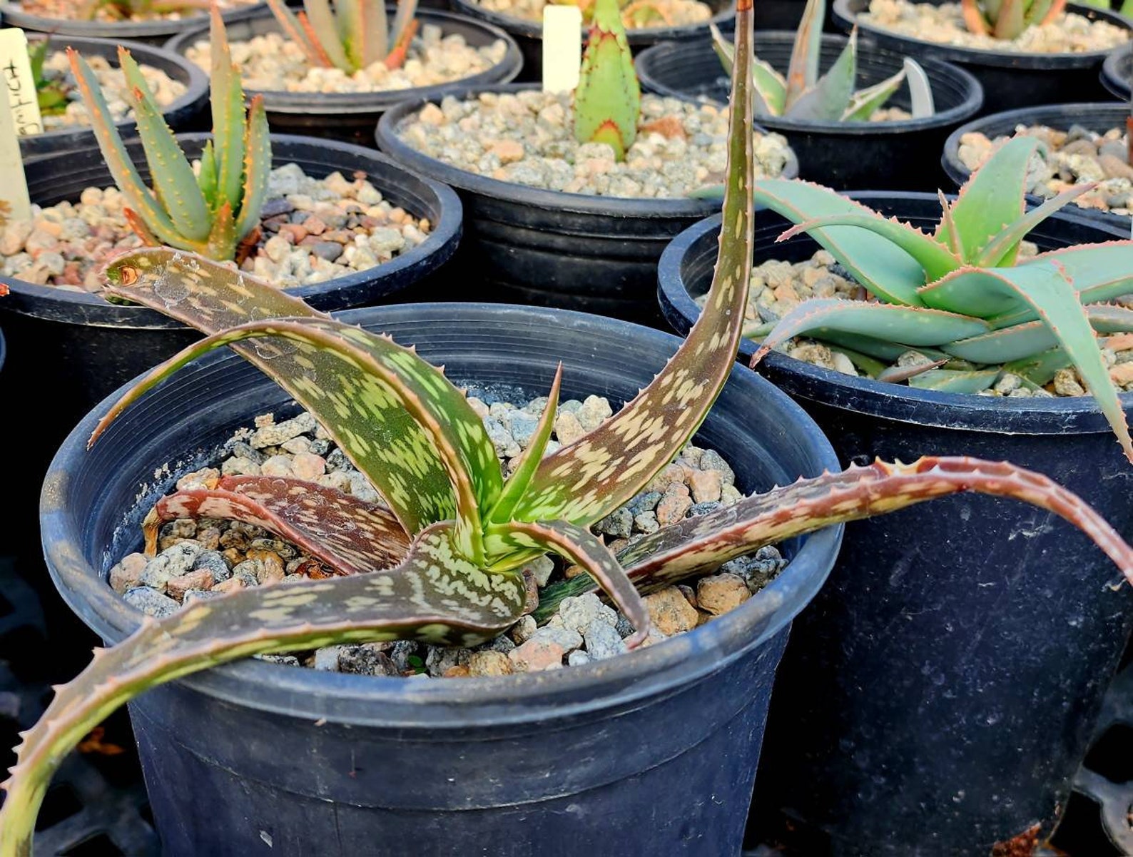 Rare,unique 1g Aloe Suffulta, Rarely Seen in Cultivation, Gorgeous ...
