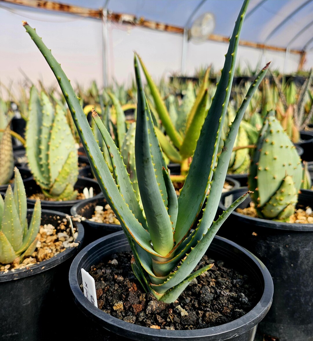 Aloe Capitata Yellow X Arborescens Red Hybrid: Fast Growing, Pest ...