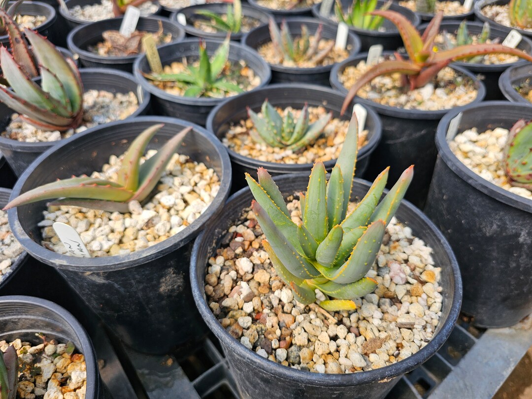 1g Seed Grown Aloe Ramosissima. These Are Spectacular Tree Aloes That ...
