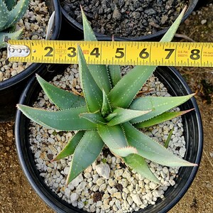 1g Aloe Falcata X Amudatensis Hybrid: Cold Hardy, Pest Resistant - Etsy