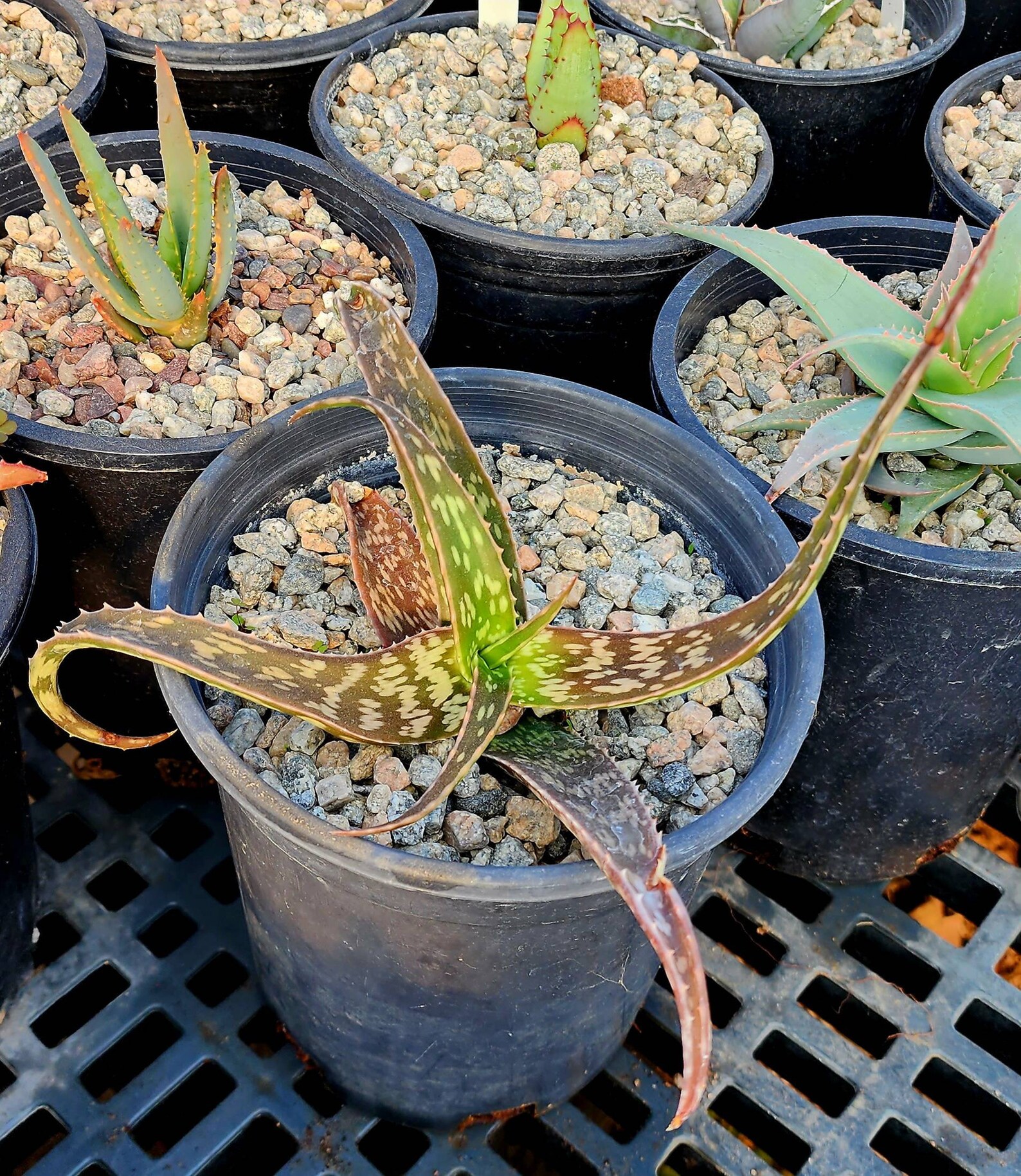 Rare,unique 1g Aloe Suffulta, Rarely Seen in Cultivation, Gorgeous ...