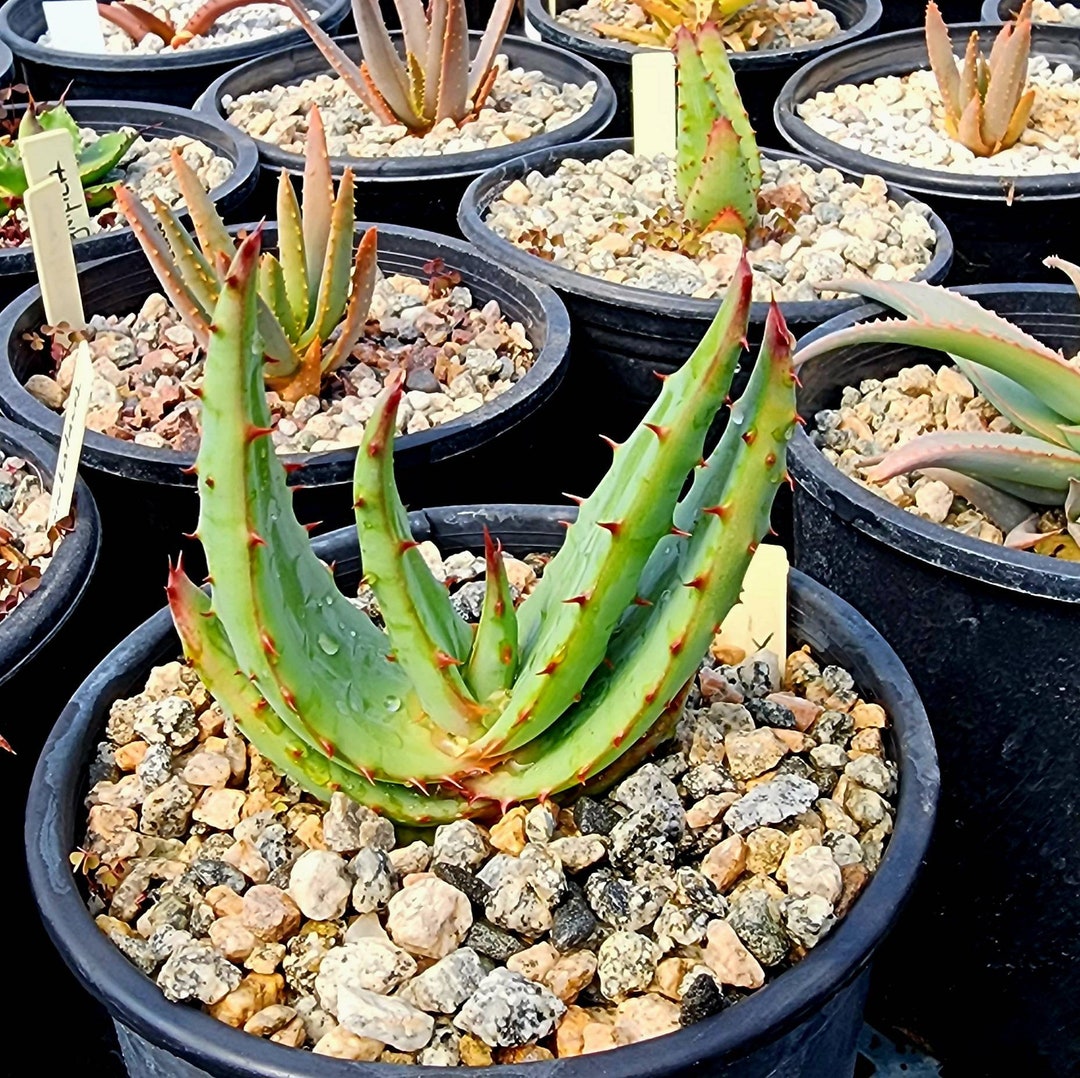 1g Aloe Ferox: South African Tree Aloe - Etsy