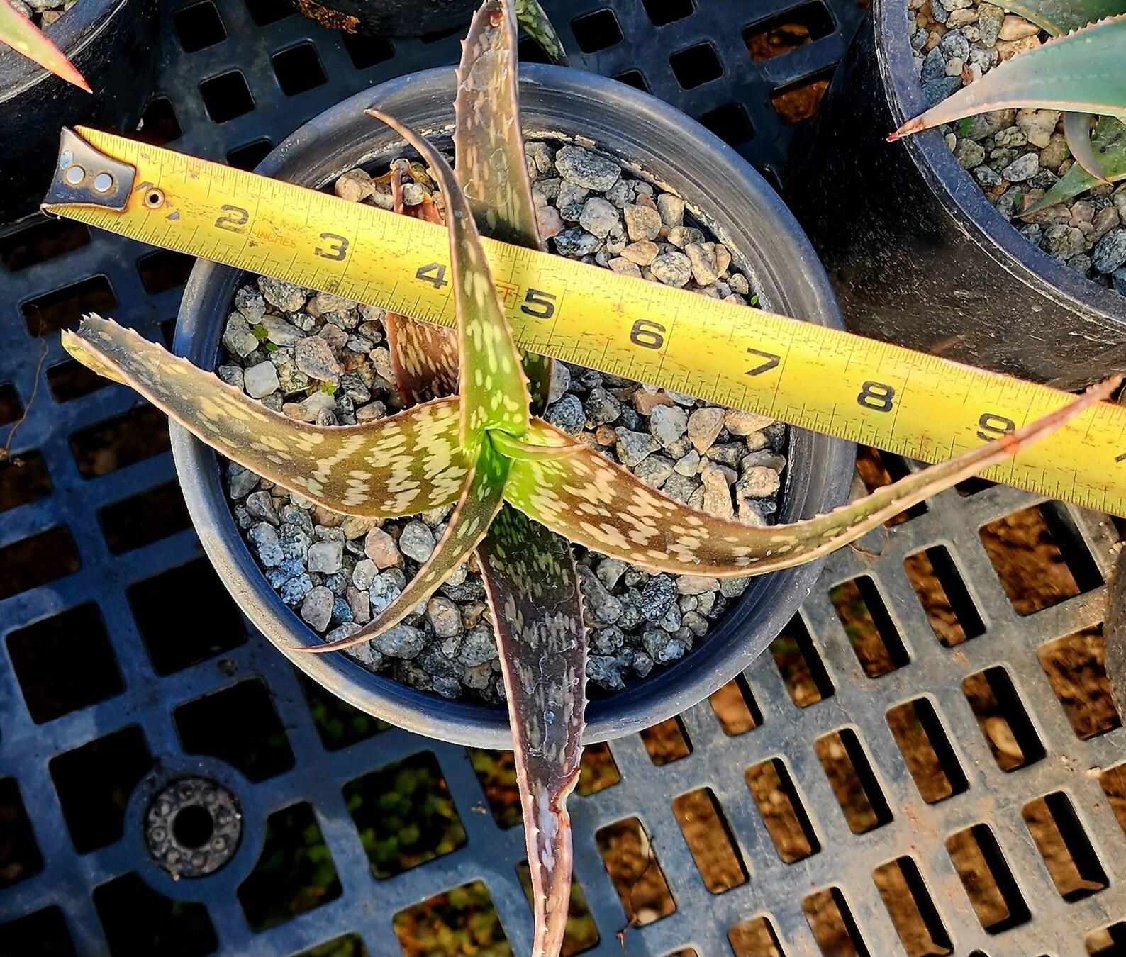 Rare,unique 1g Aloe Suffulta, Rarely Seen in Cultivation, Gorgeous ...