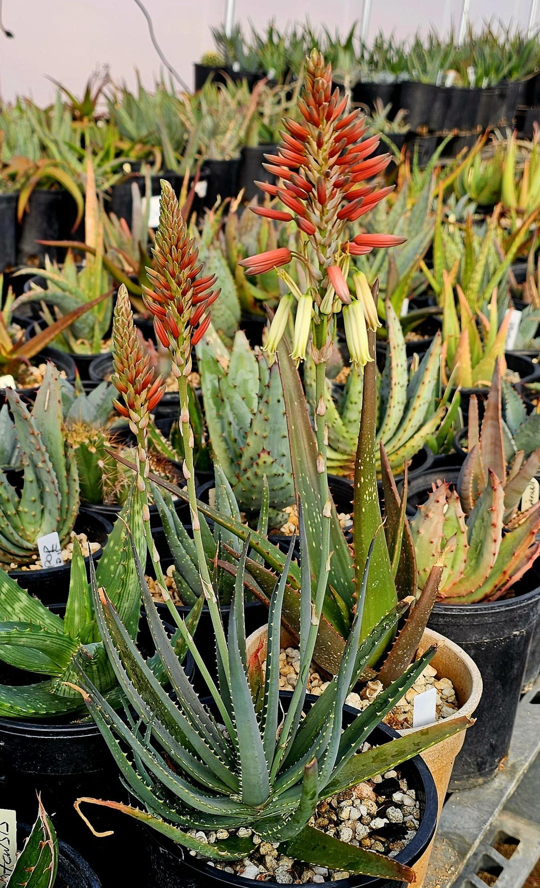 1g Aloe Safari Sunset Cluster. It's a Hybrid From the Aloefarm in South ...