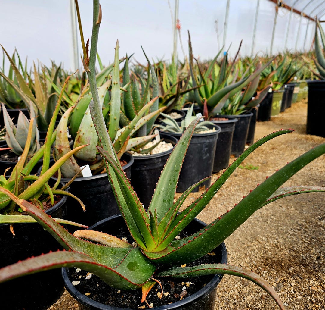 2g Aloe Rupicola X Aloe Sinkatana.rupicola Hybrids Are Rarely Seen in ...