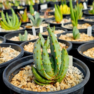 Sm.1g Aloe Excelsa,rarely Seen in Cultivation.seed Grown From South ...