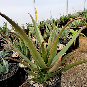 Specimen 5g Size Aloe Butiabana. Rarely Seen Aloes of Western Uganda ...