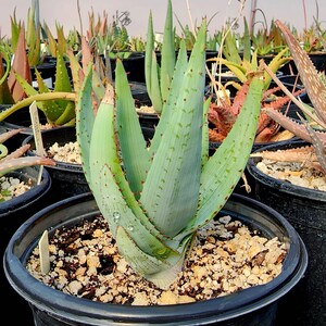 Rareunique 1g Aloe Comosa X Aloe Glauca Wild Hybrid. Seeds - Etsy