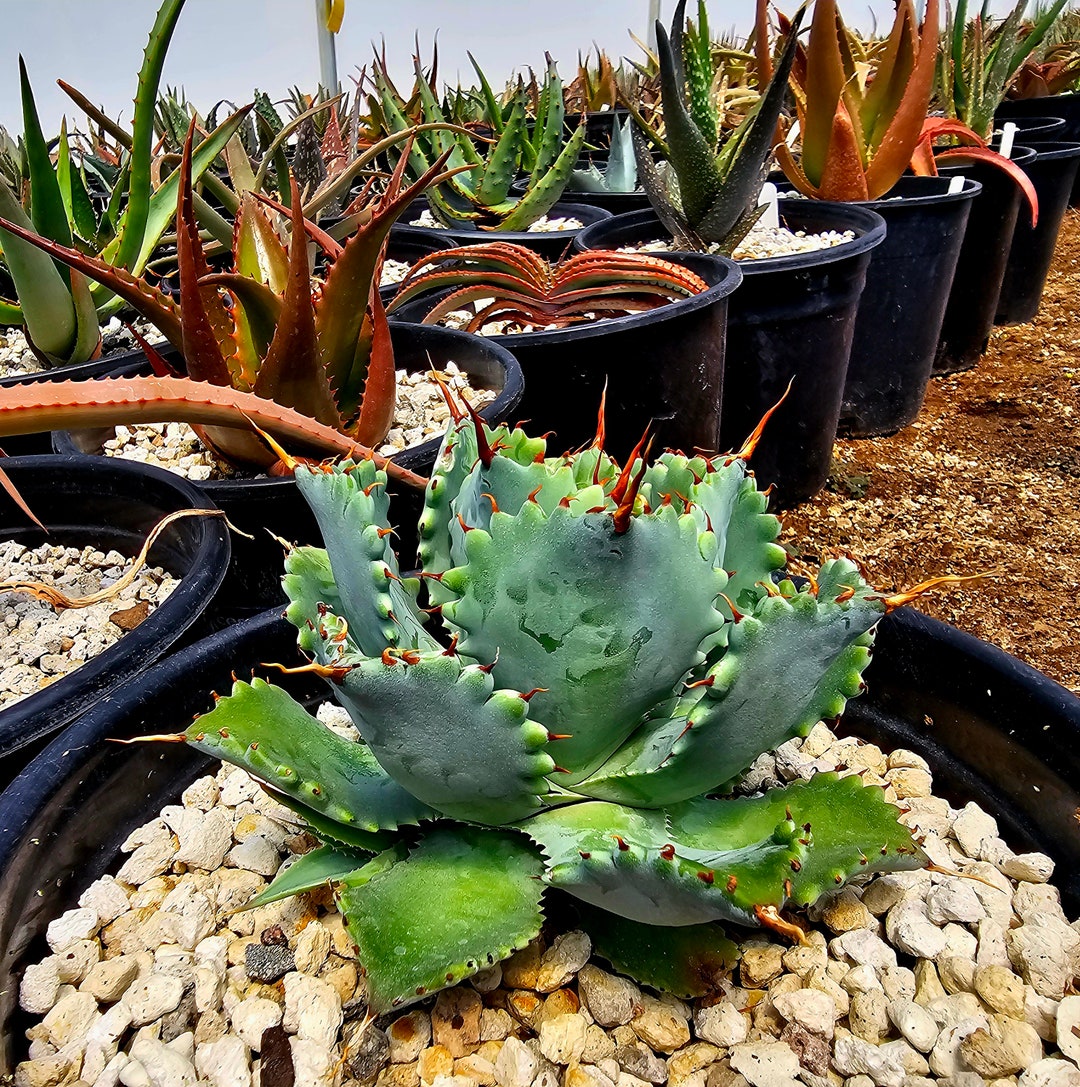 2g Agave Isthmensis,gorgeous Compact Agaves,great Container Agaves ...