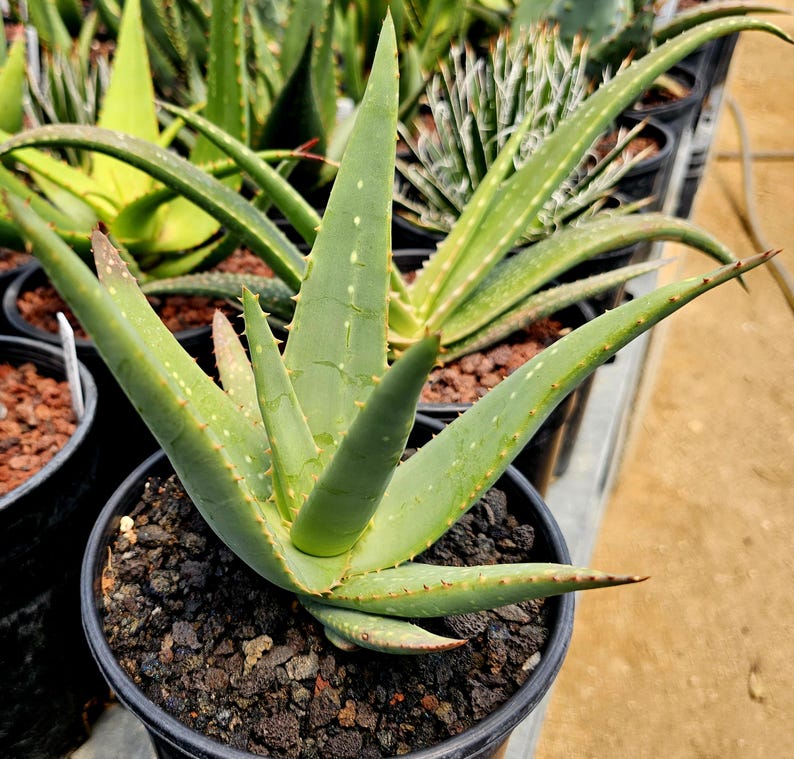 1g Aloe Austroarabica X Aloe Falcata. Heat Tolerant, Unique Foliage - Etsy