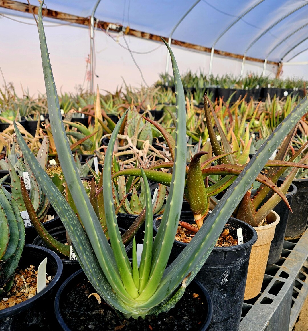 Lg.1g Aloe Shadensis X Aloe Austroarabica.orange Flowering Shadensis ...
