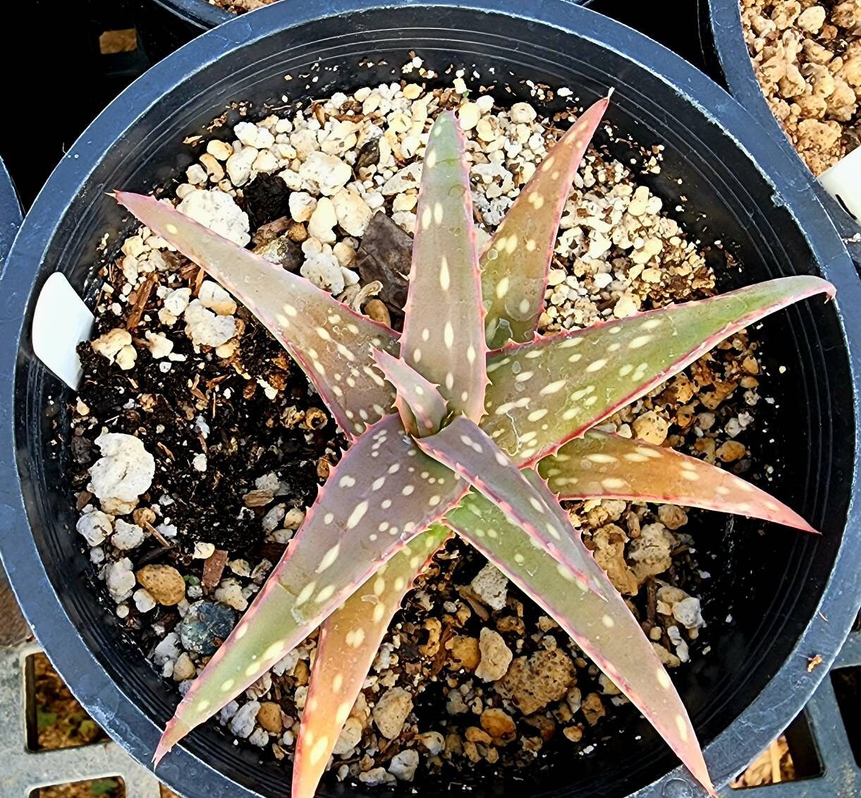 1g Aloe Sinkatana These Are Small Stemless Aloes That Get - Etsy