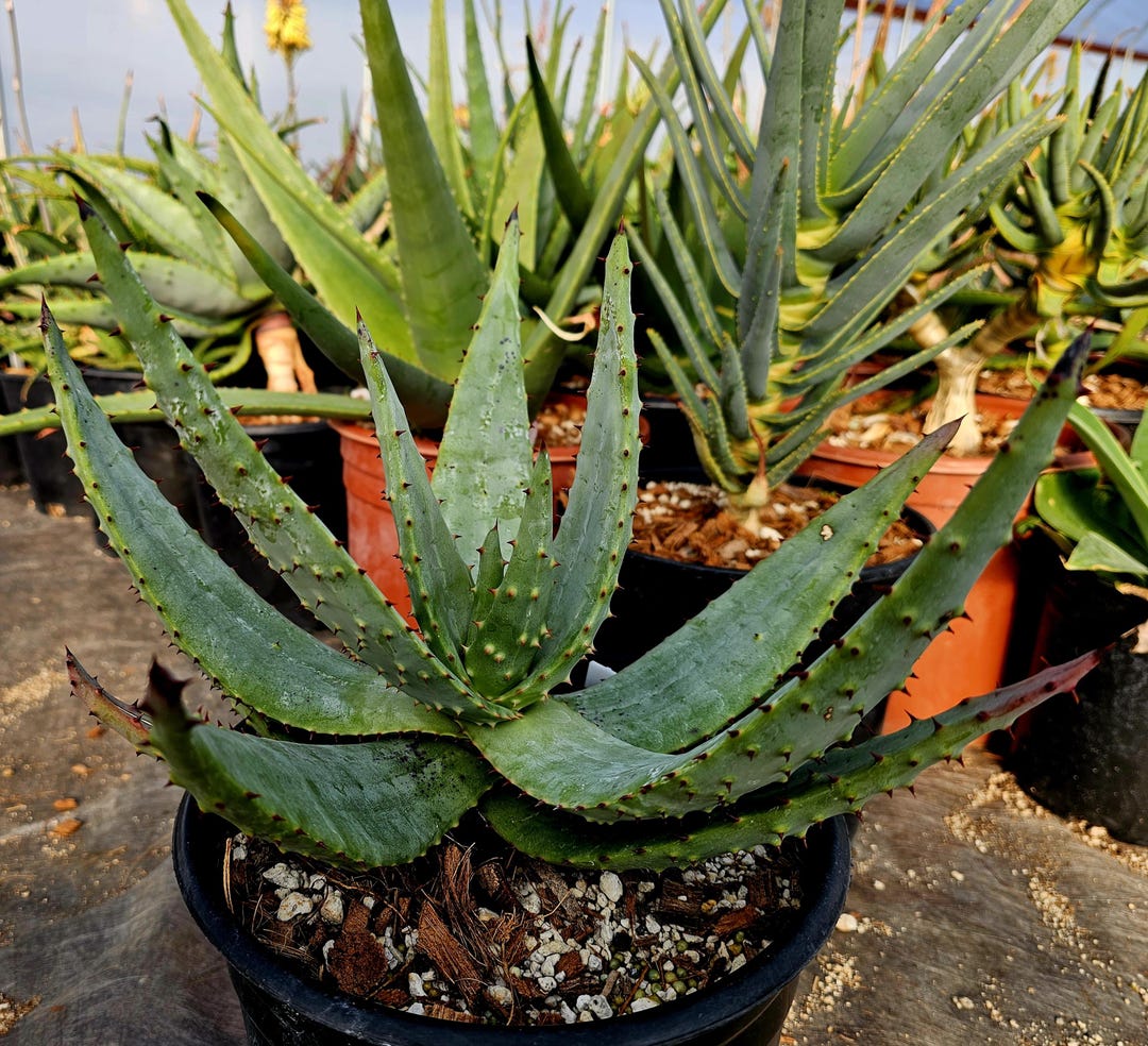 2g Aloe 'rocketpop' Hybrid: Bicolor Blooms, Circadian Rhythm - Etsy