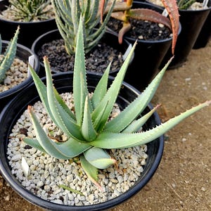 1g Aloe Falcata X Amudatensis Hybrid: Cold Hardy, Pest Resistant - Etsy
