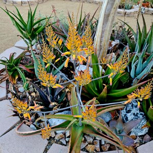 Unique 2g Aloe Wilsonii Red Flowering X Aloe Megalacantha, Yellow ...