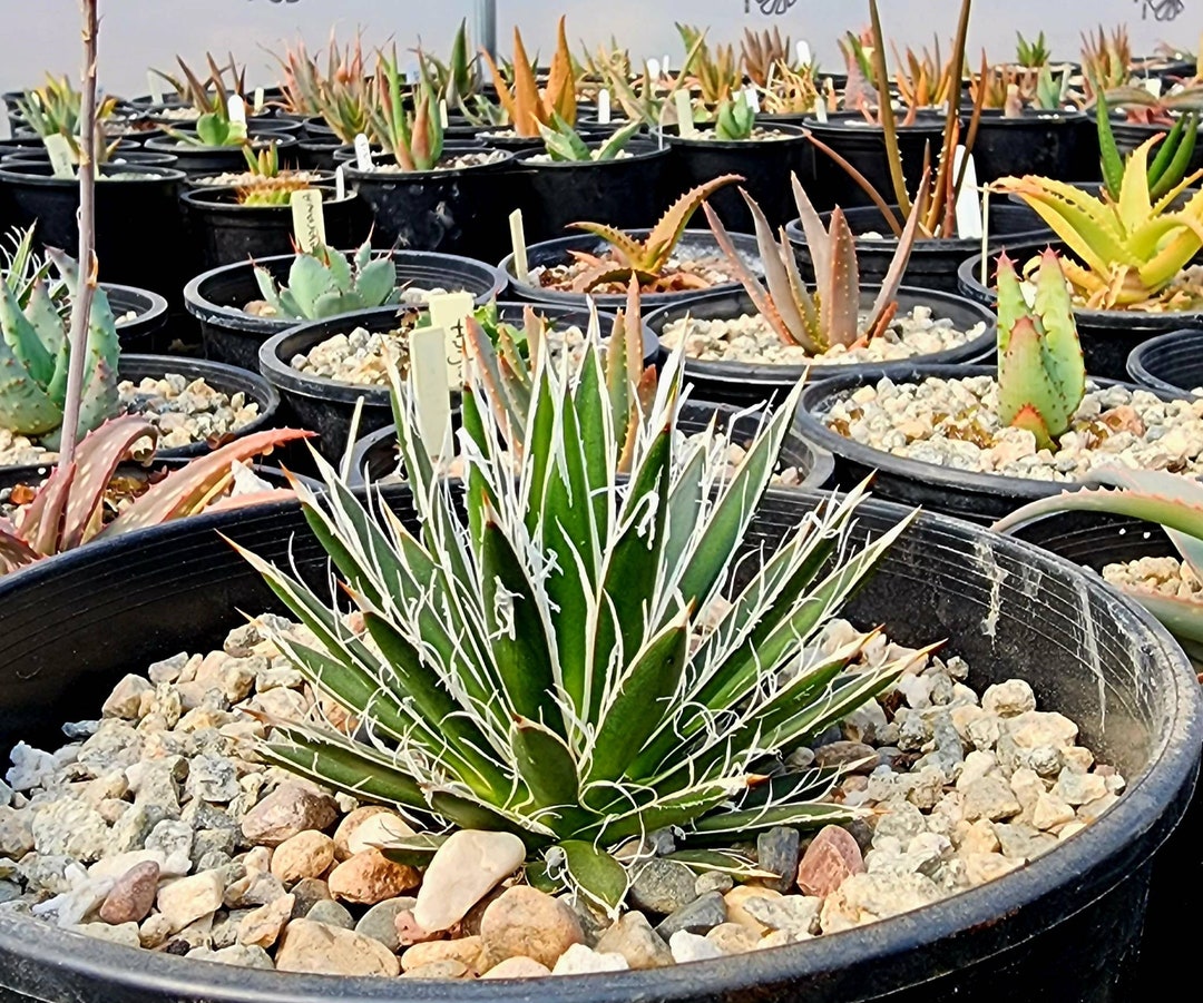 1g Agave Filifera Var. Schidigera 'white Stripe' These Are Seed Grown ...
