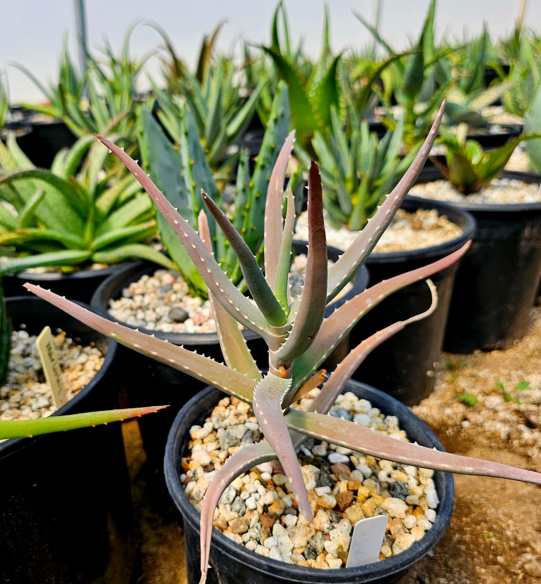 Rare 1g Aloe Decaryi, Native to Madagascar.slender Aloes, Gorgeous ...