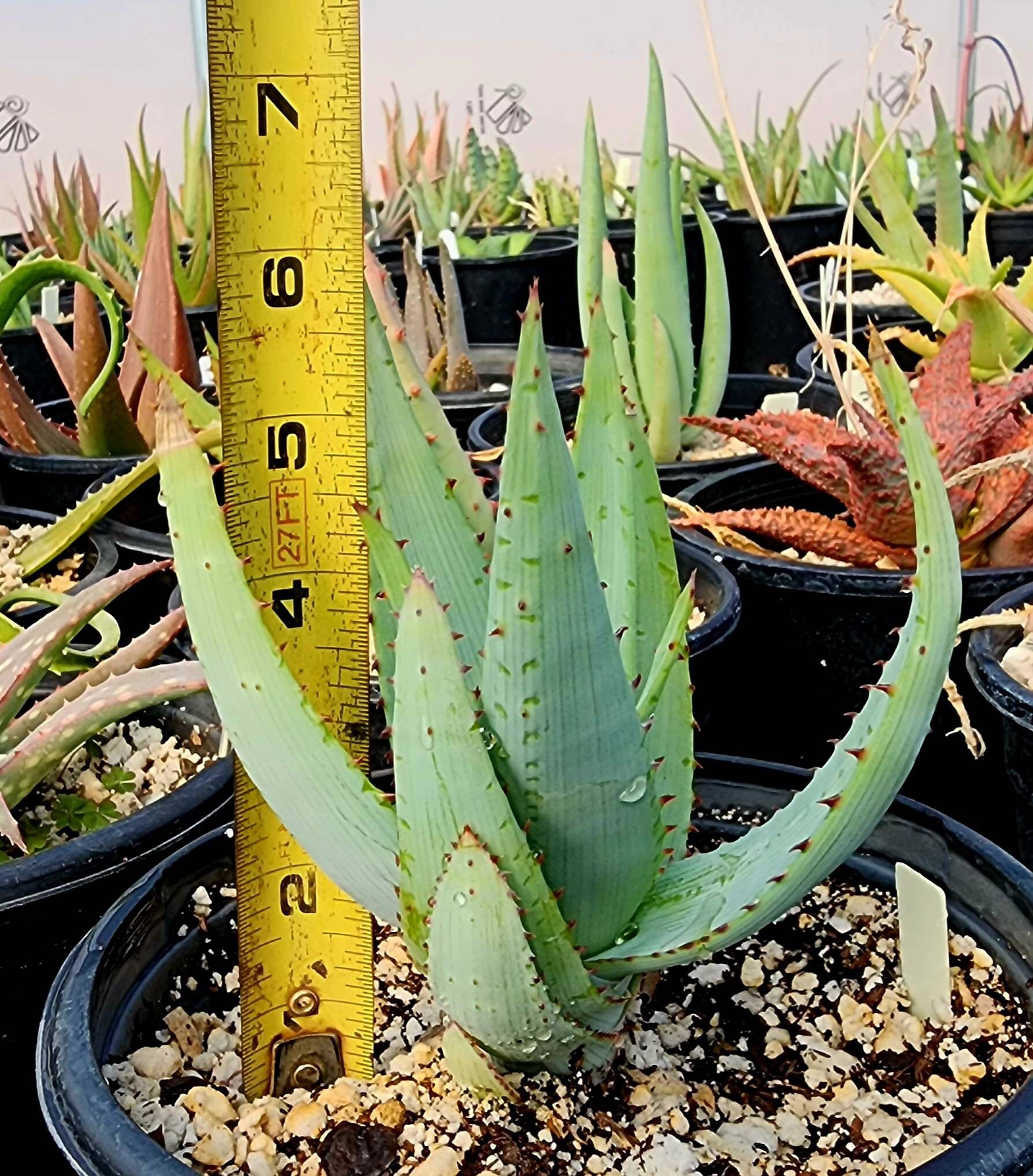 Rareunique 1g Aloe Comosa X Aloe Glauca Wild Hybrid. Seeds - Etsy