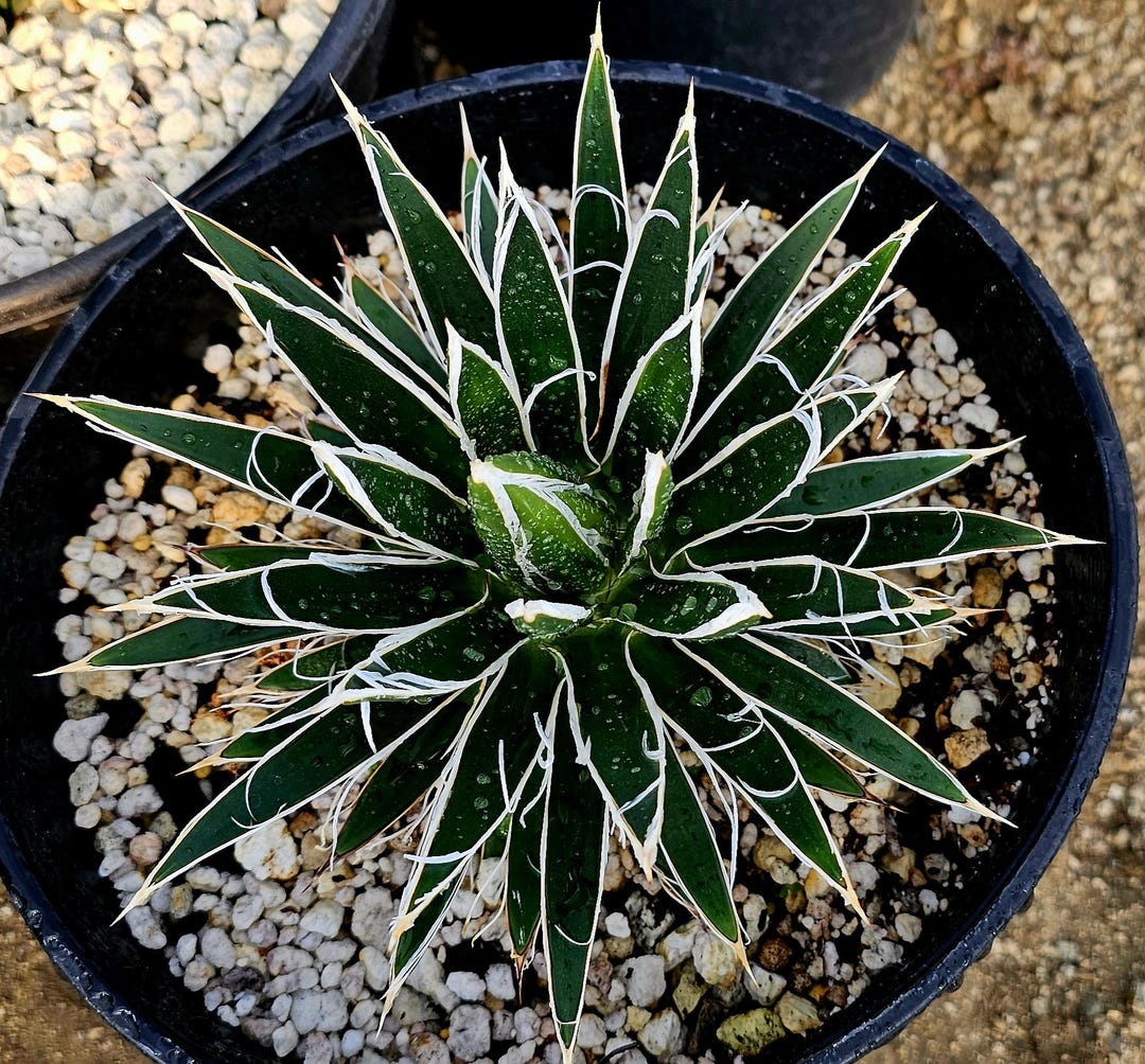 2g Agave Filifera Var. Schidigera 'white Stripe' These Are Seed Grown ...