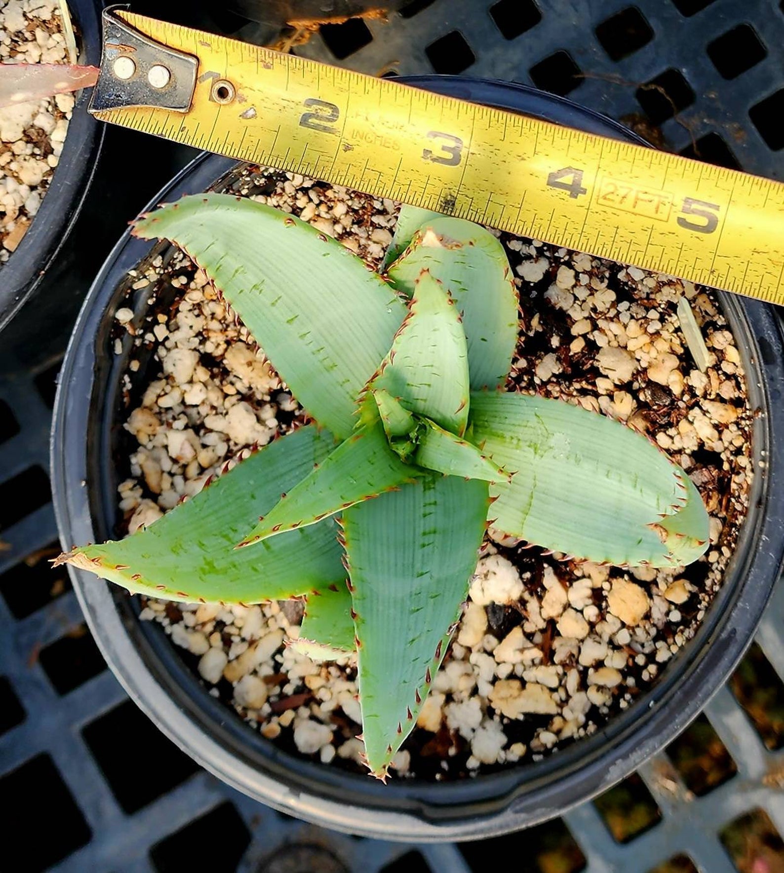 Rareunique 1g Aloe Comosa X Aloe Glauca Wild Hybrid. Seeds - Etsy