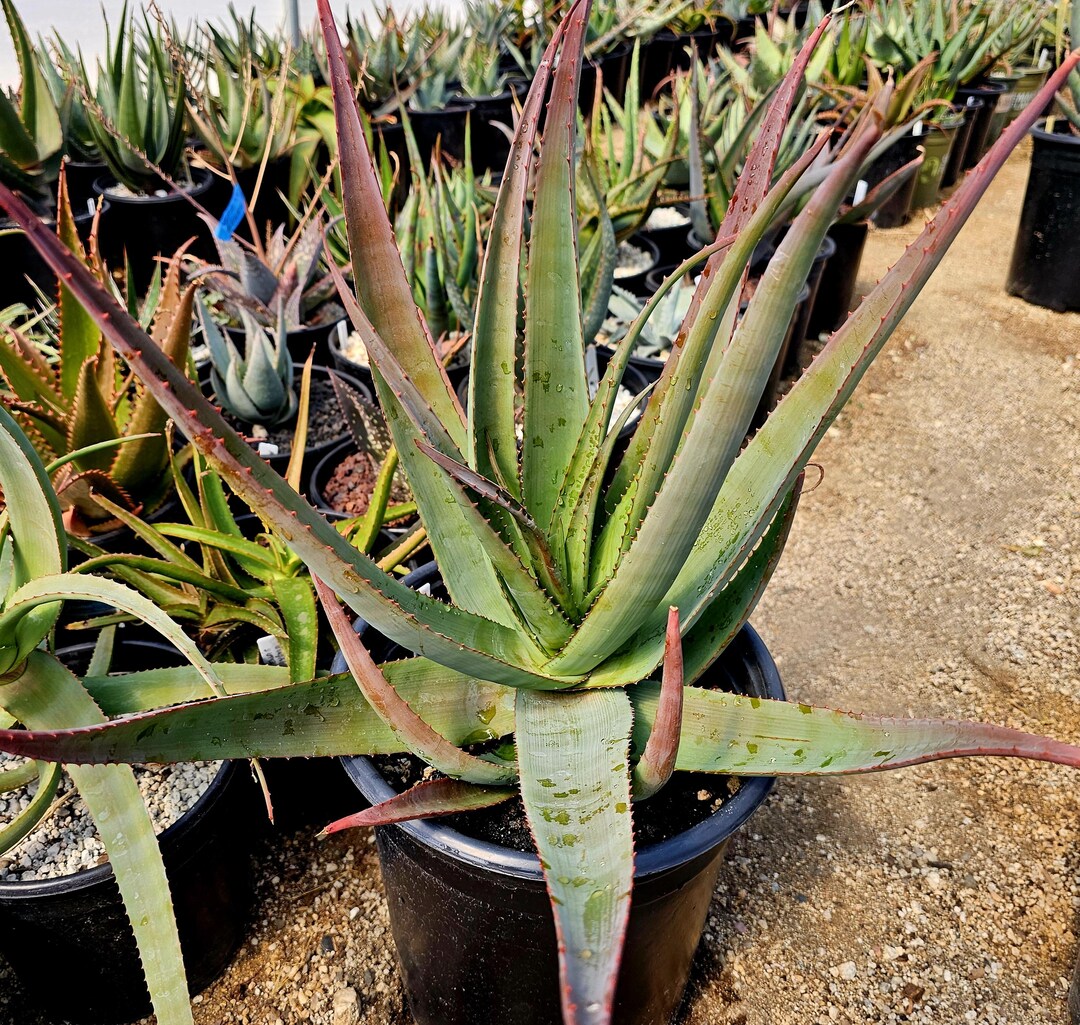 5g Aloe Spicata Hybrid. Beautiful Bottlebrush Aloe Hybrids With Spicata ...