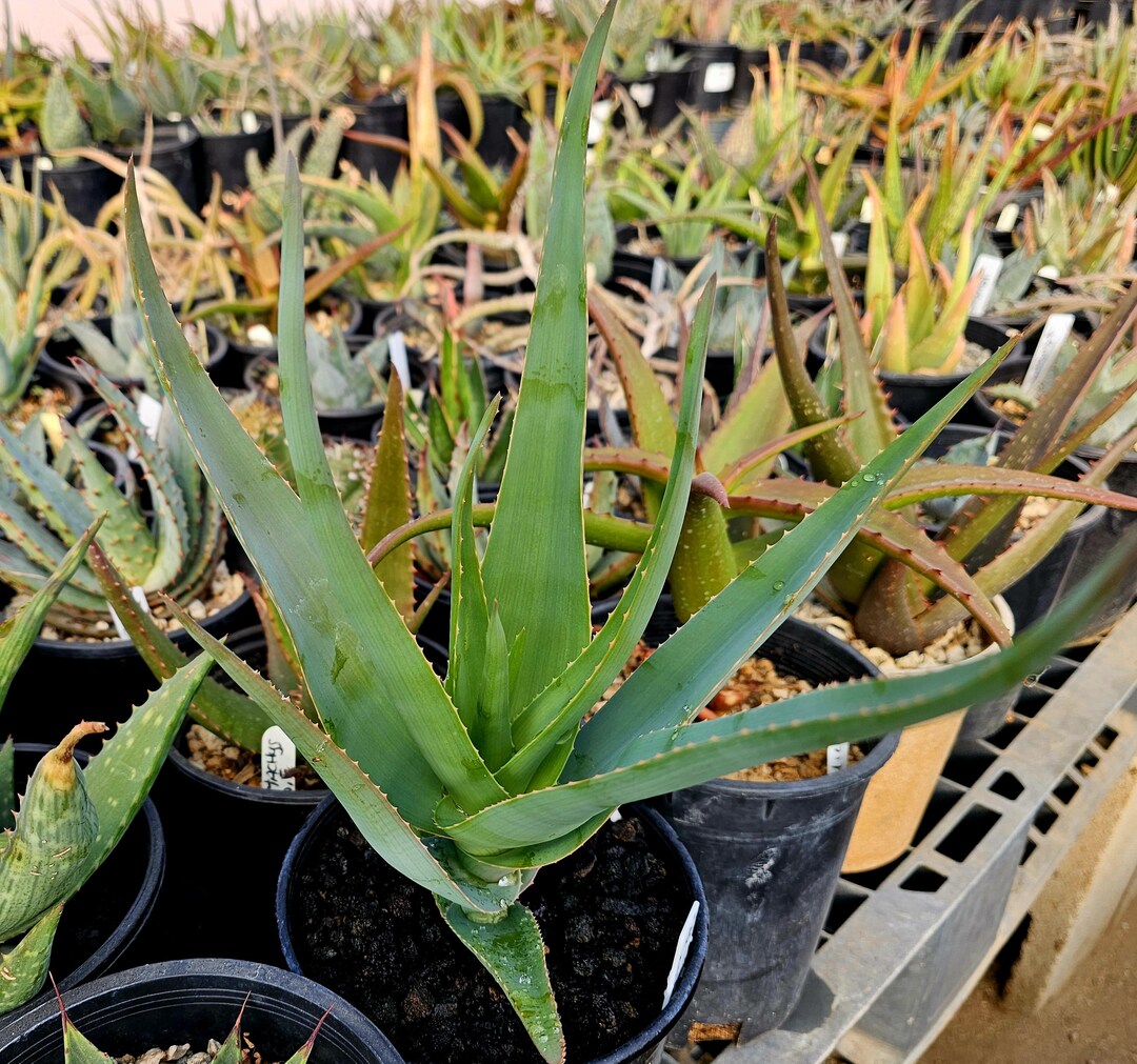 1g Aloe Speciosa X Aloe Vahondrandra. Combination of a Madagascar Tree ...