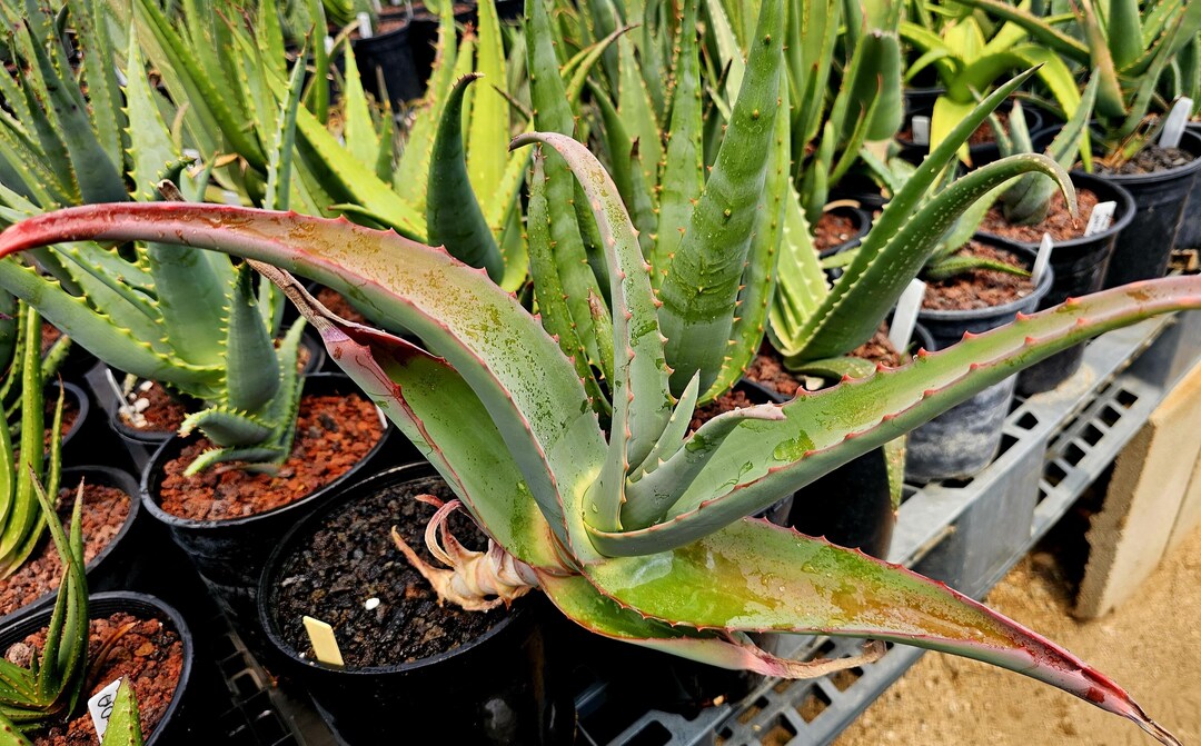 1g Arabian Jewel Aloe Rubroviolacea, Seed Grown Plant - Etsy