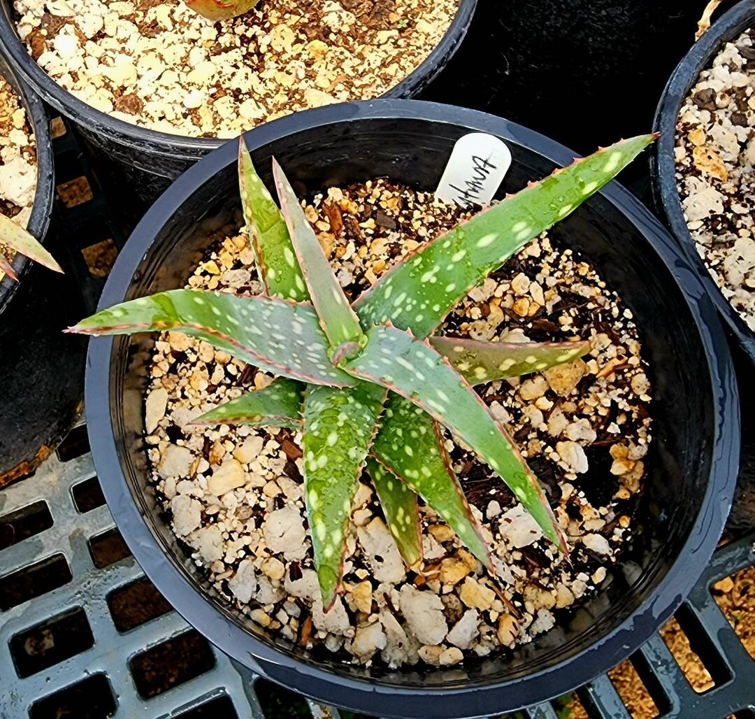 1g Aloe Sinkatana, These Are Small Stemless Aloes That Get Gorgeous ...