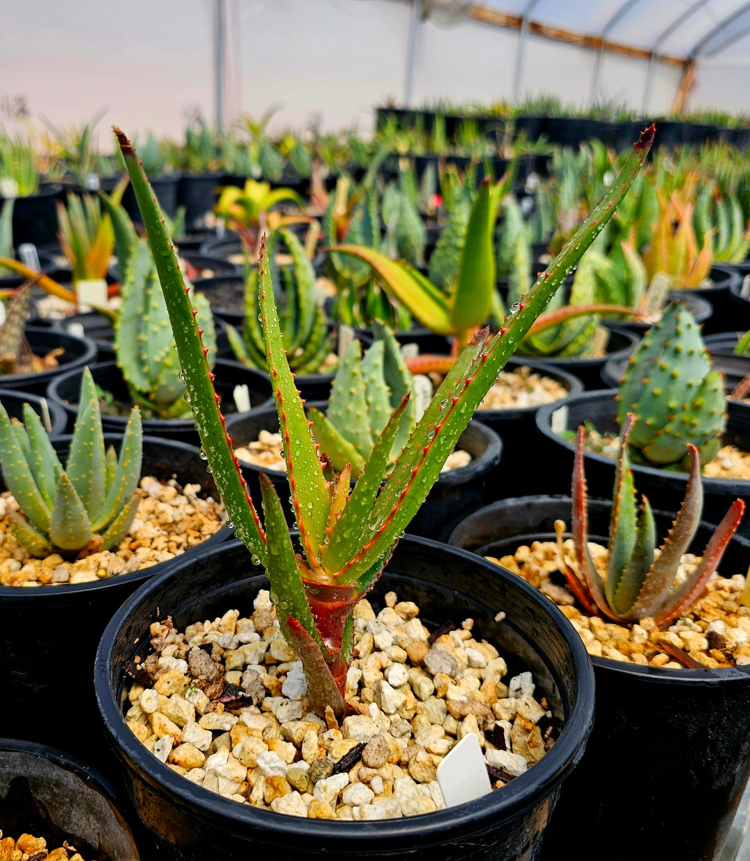 1g Aloe Cryptoflora X Aloe Rivieri One of a Kind Cross of a Madagascar ...