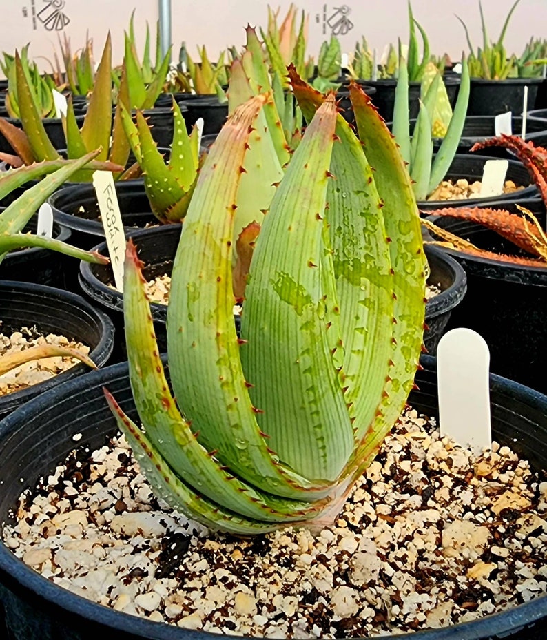 Rareunique 1g Aloe Comosa X Aloe Glauca Wild Hybrid. Seeds - Etsy