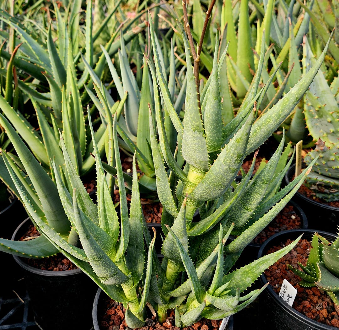 Rare Lg. 1g Aloe Andongensis Var. Repens: Shrubby Angolan Aloe - Etsy