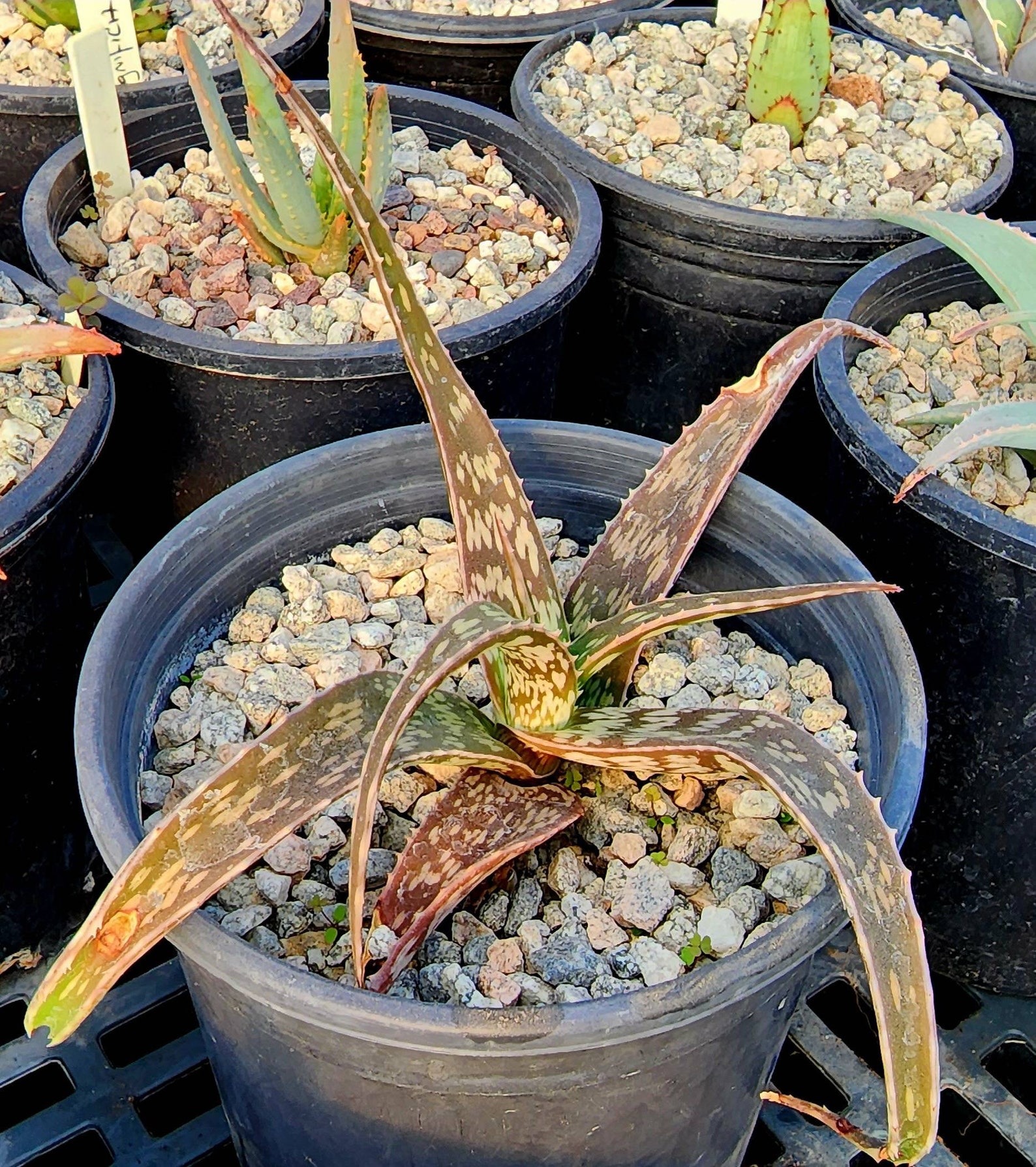 Rare,unique 1g Aloe Suffulta, Rarely Seen in Cultivation, Gorgeous ...