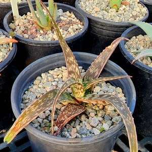 Rare,unique 1g Aloe Suffulta, Rarely Seen in Cultivation, Gorgeous ...