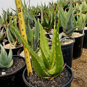 Unique 2g Aloe Wilsonii Red Flowering X Aloe Megalacantha, Yellow ...
