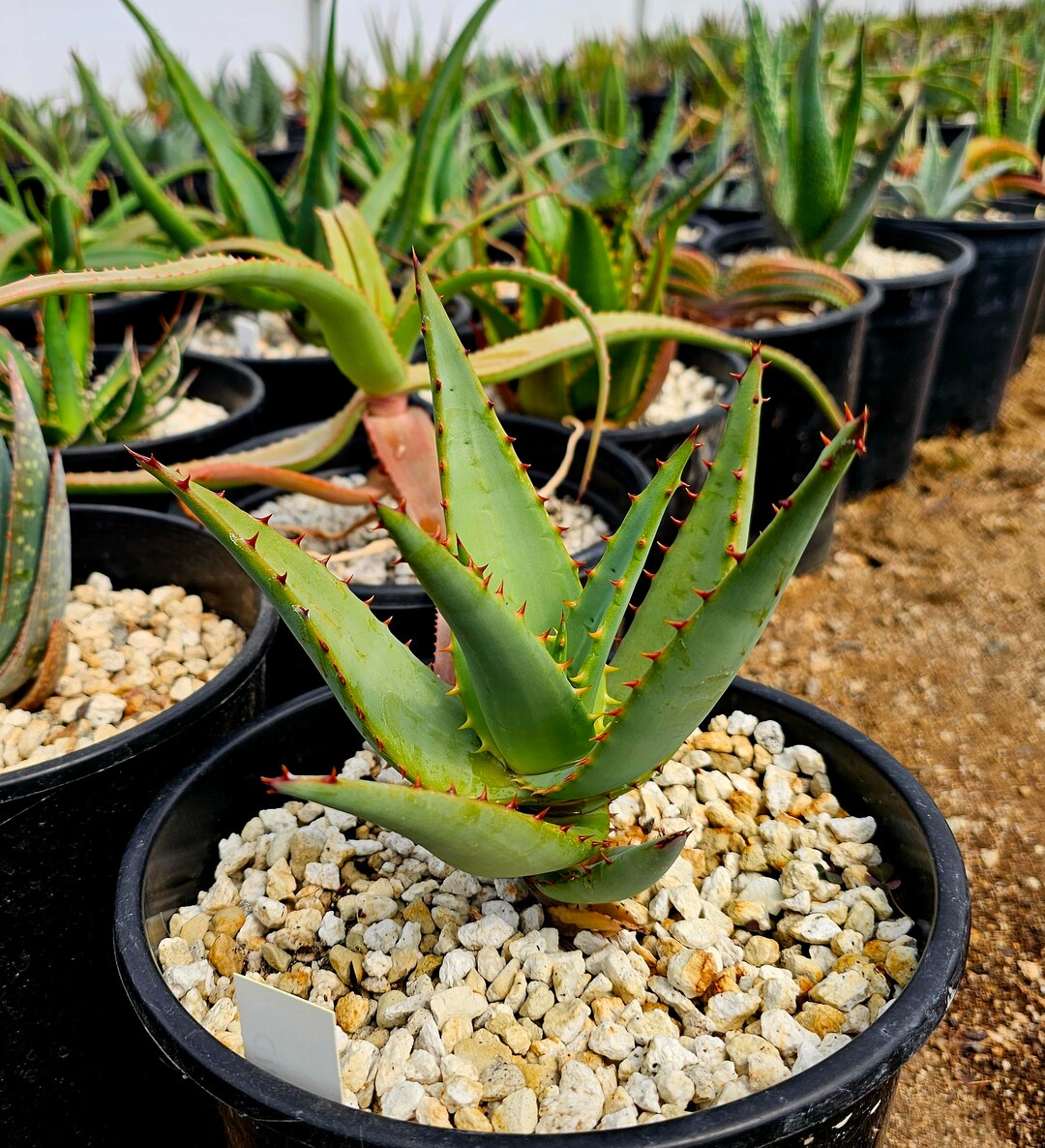 2g Aloe Falcata X Rupestris Hybrid - Etsy