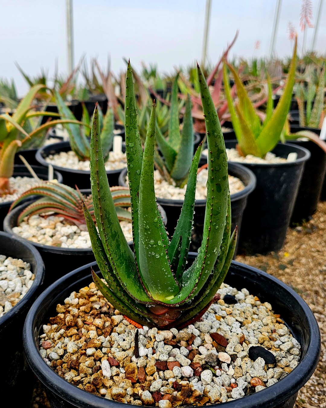 2g Seed Grown Aloe Wickensii. Top Shelf Purebred Aloes. Gorgeous ...
