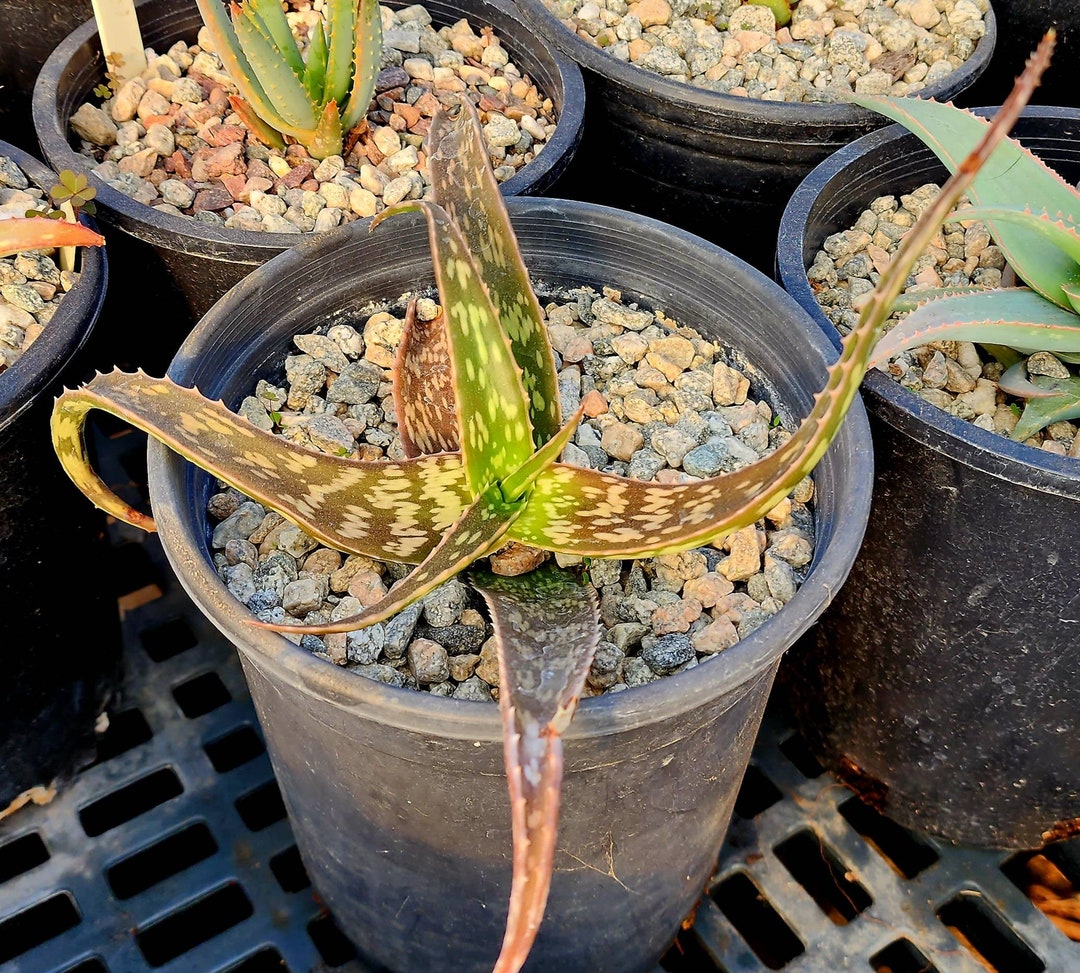 Rare,unique 1g Aloe Suffulta, Rarely Seen in Cultivation, Gorgeous ...
