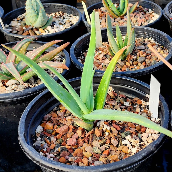 Rare Aloe - Etsy