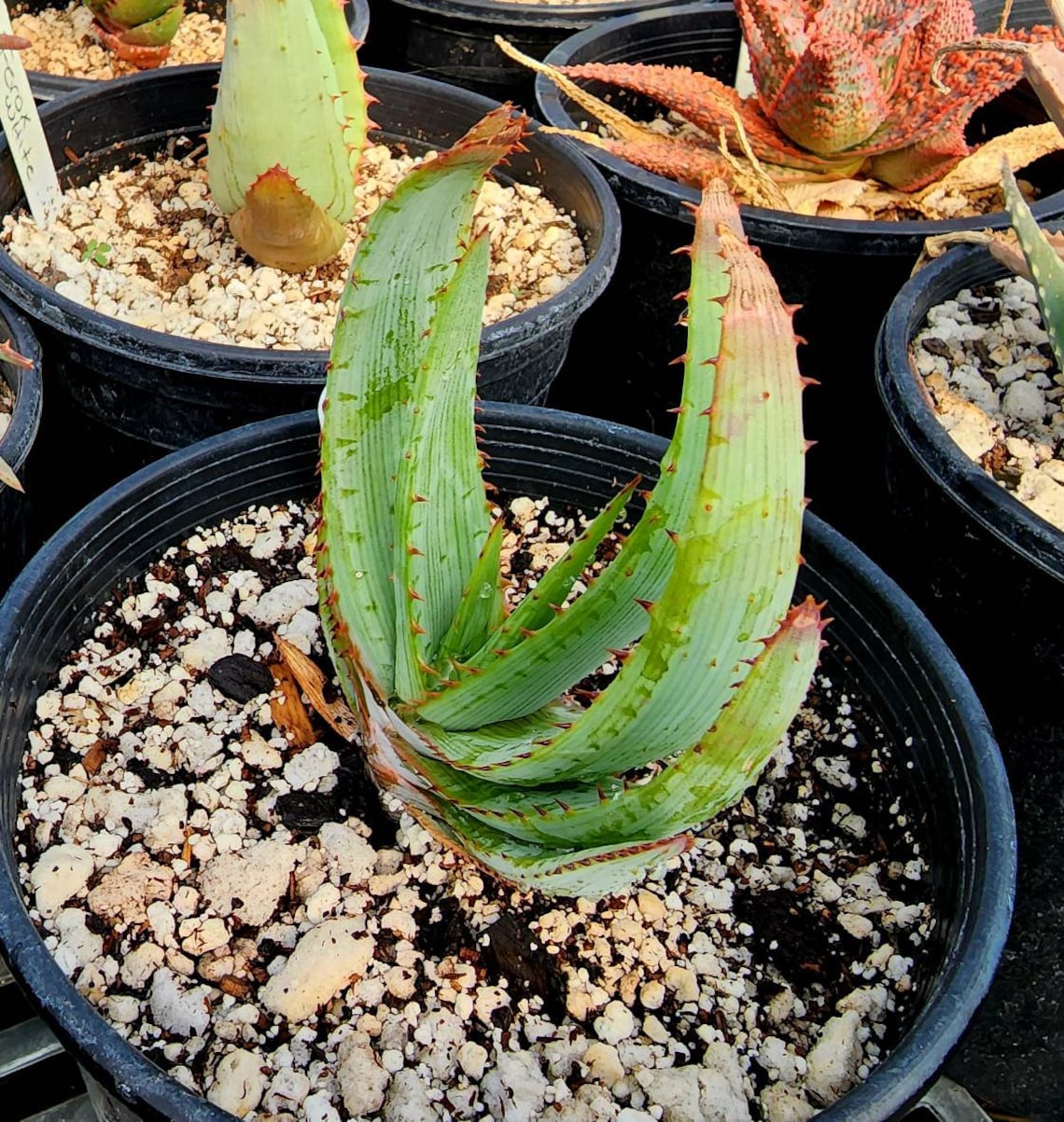 Rareunique 1g Aloe Comosa X Aloe Glauca Wild Hybrid. Seeds - Etsy