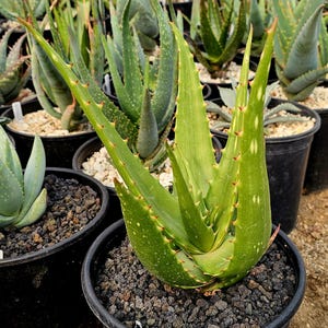 Unique 2g Aloe Wilsonii Red Flowering X Aloe Megalacantha, Yellow ...