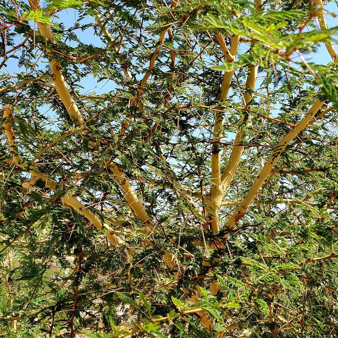 50 Rare Fever Tree Acacia Seeds: Vachellia Xanthophloea - Etsy
